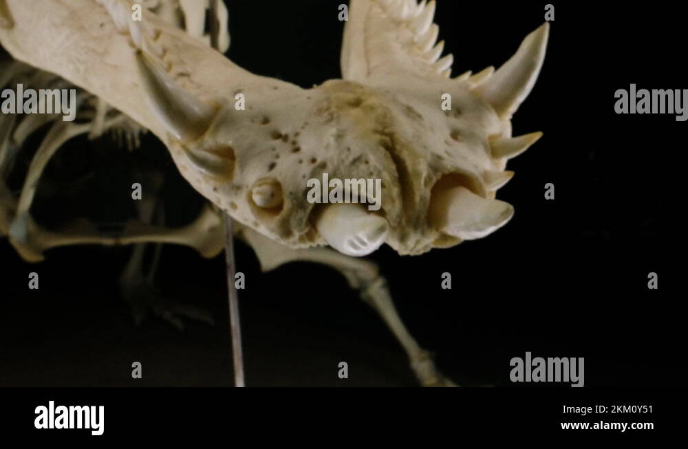Predator teeth Stock Videos & Footage - HD and 4K Video Clips - Alamy