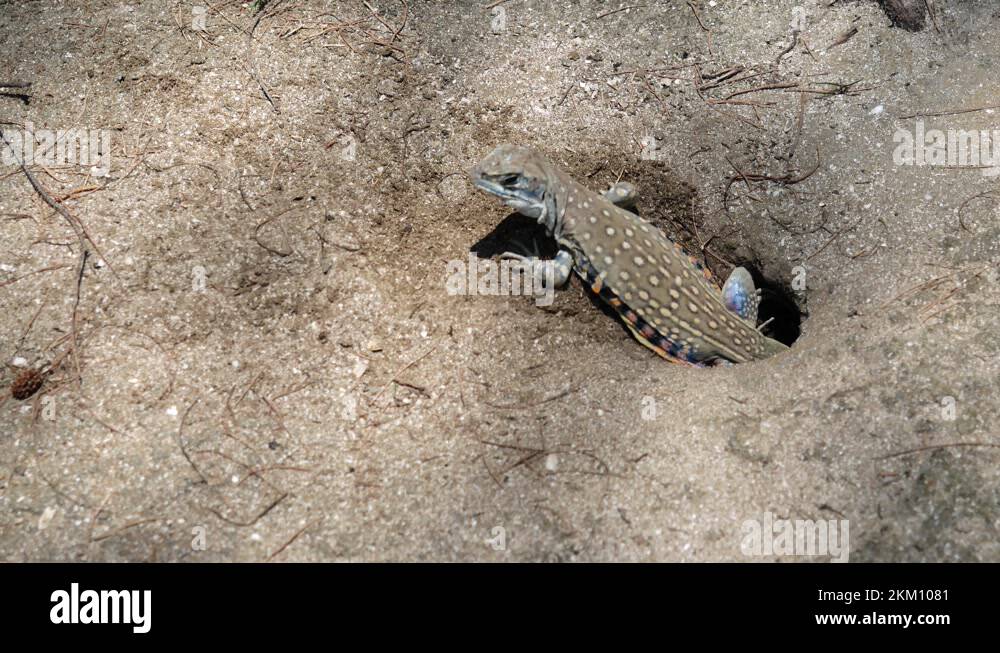 Sand lizard in burrow Stock Videos & Footage - HD and 4K Video Clips ...