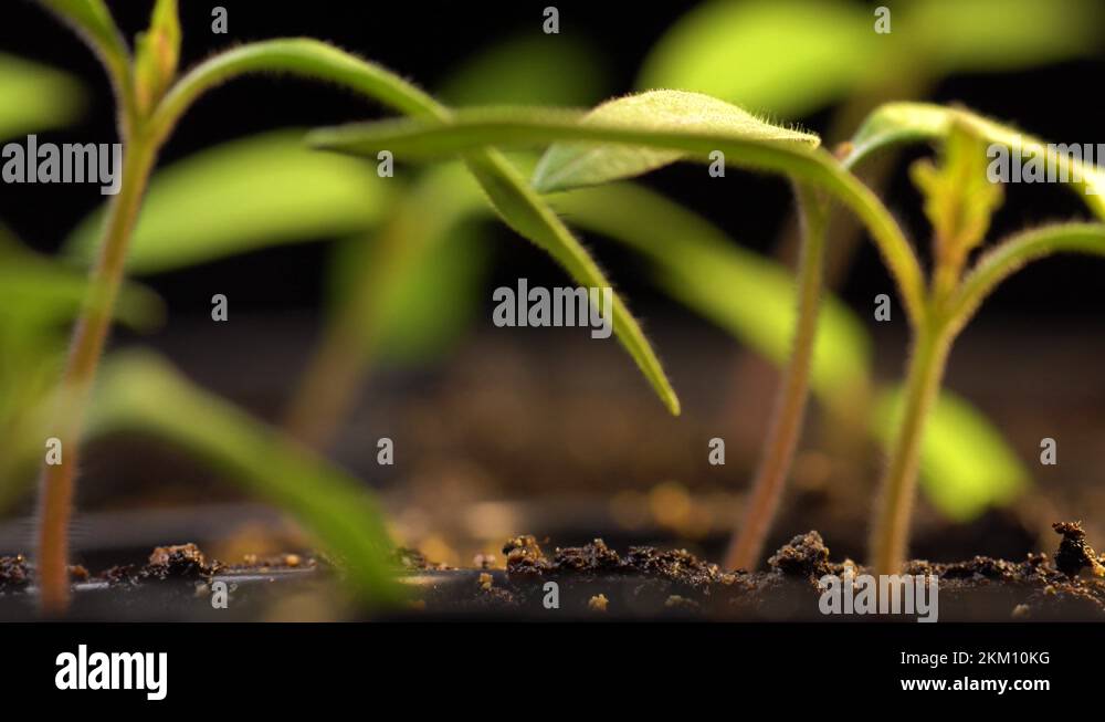 Tray young tomato seedlings Stock Videos & Footage - HD and 4K Video ...