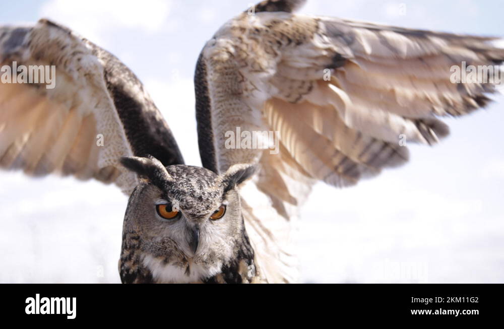 Wings extended Stock Videos & Footage - HD and 4K Video Clips - Alamy
