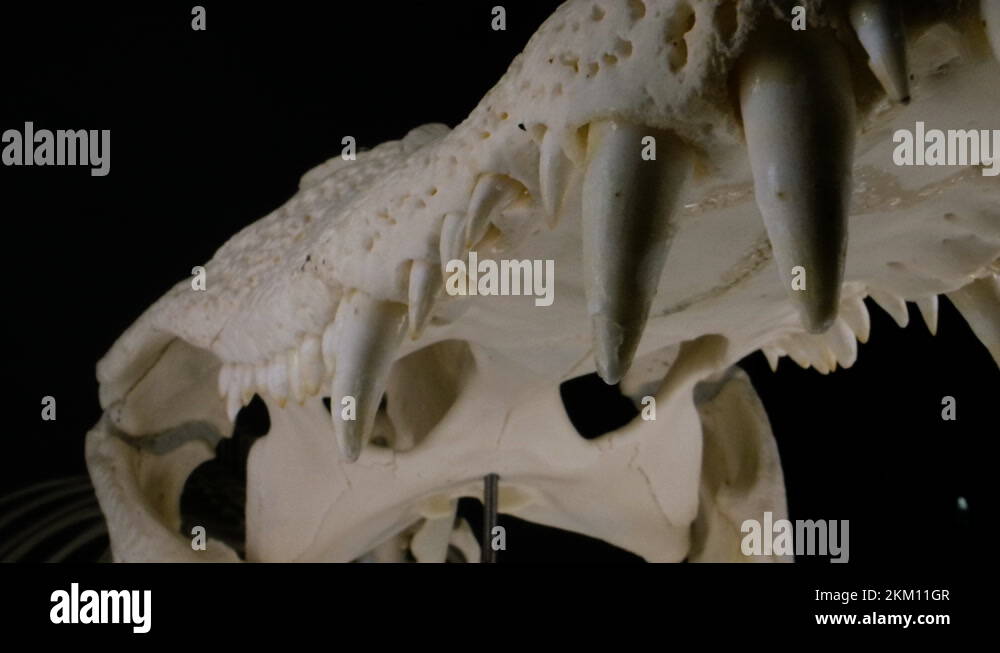 Skeleton teeth Stock Videos & Footage - HD and 4K Video Clips - Alamy