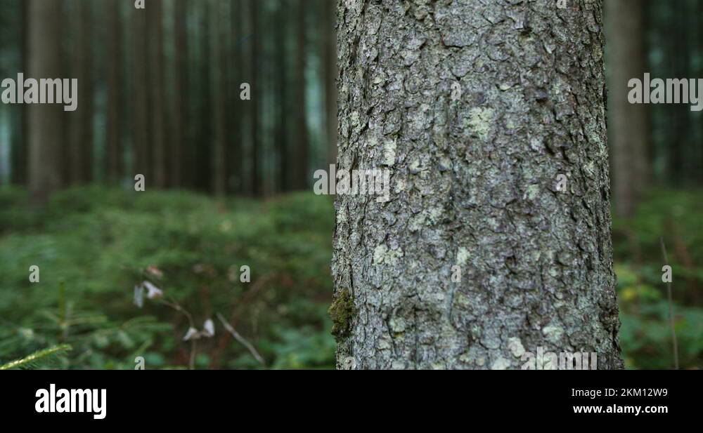 Bark growing growth pine Stock Videos & Footage - HD and 4K Video Clips ...