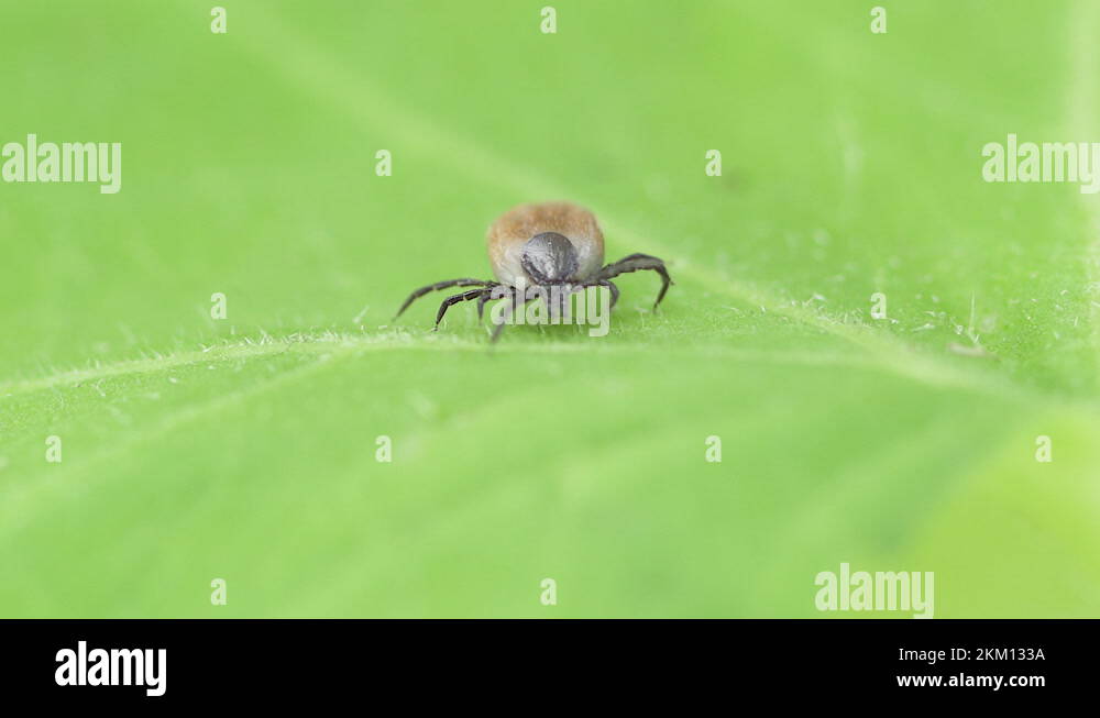 Tick ixodes scapularis Stock Videos & Footage - HD and 4K Video Clips ...