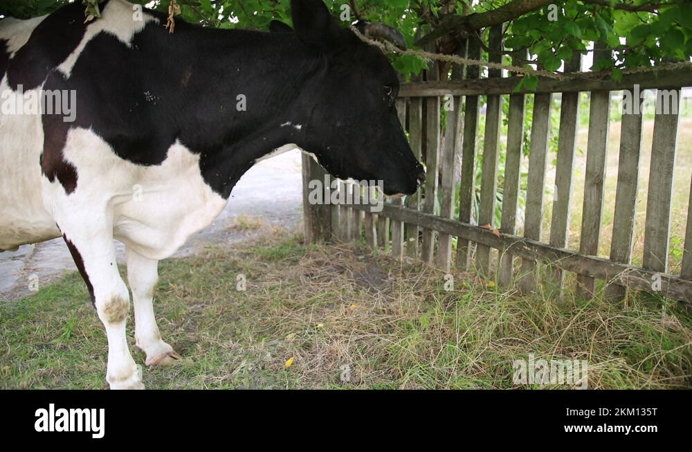 Large horned cattle, domestic cow tied to a tree with a string, close ...