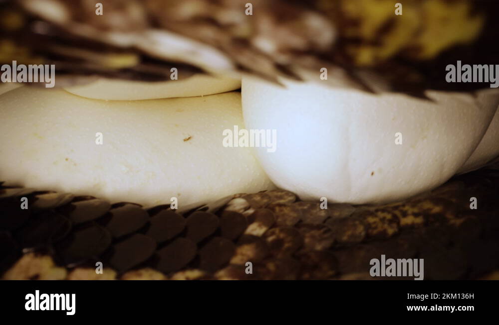 Burmese Python Lying On Her Eggs After Breeding In Captivity Stock 8038