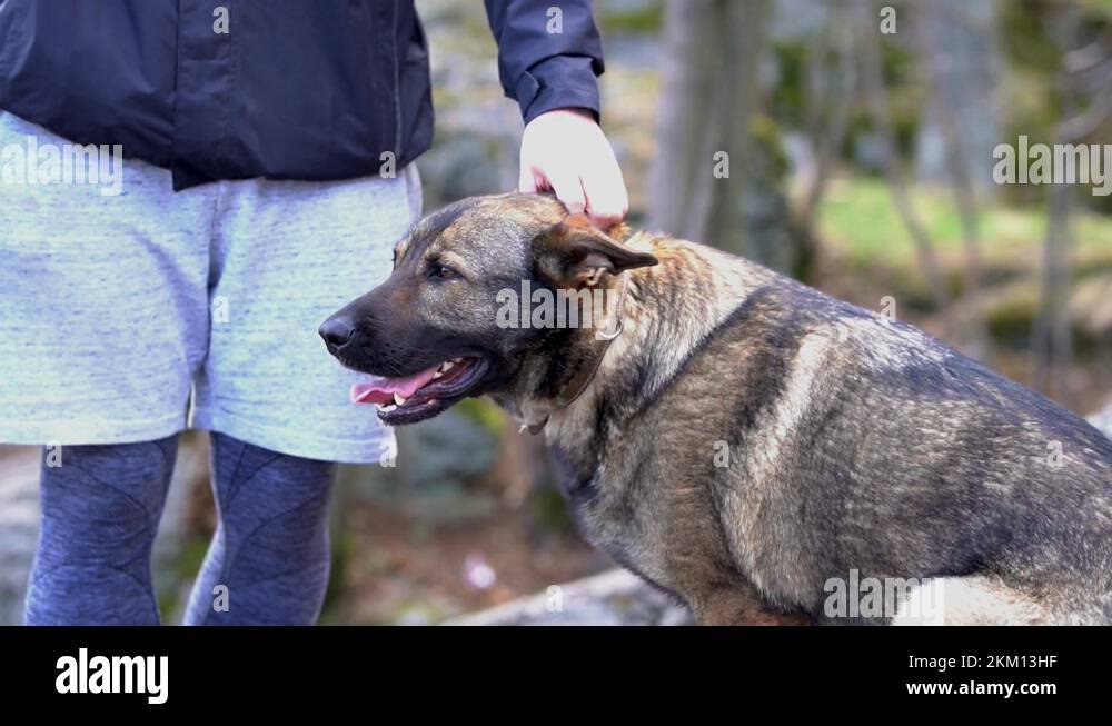 Deutscher scha ferhund Stock Videos & Footage - HD and 4K Video Clips ...