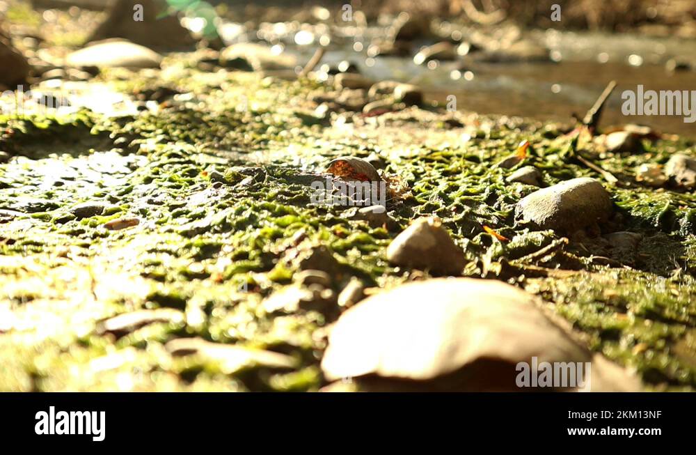 Flora river Stock Videos & Footage - HD and 4K Video Clips - Alamy