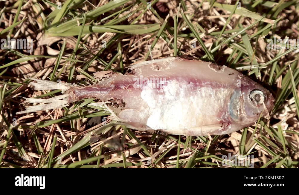 Eating dead fish Stock Videos & Footage - HD and 4K Video Clips - Alamy