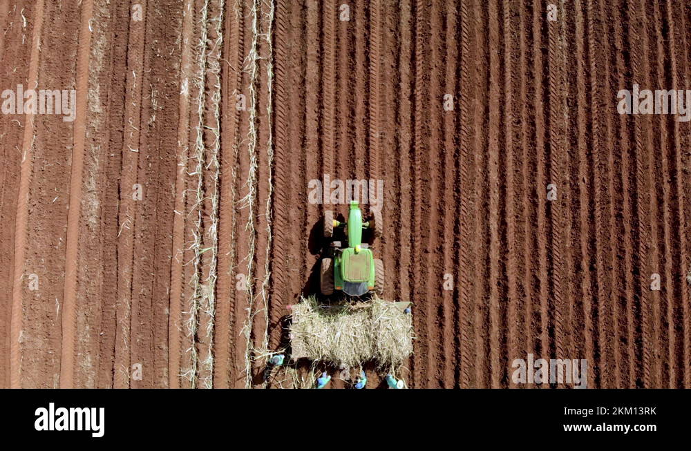 Planting of manual cane. Men in the hot sun planting cane with their ...