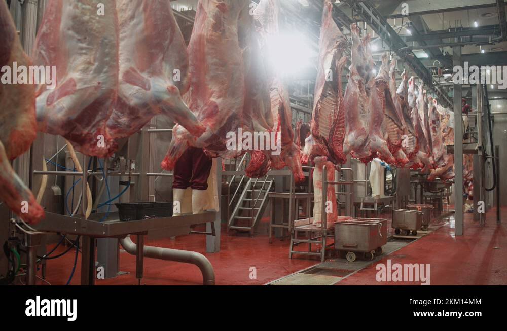 Meat processing plant, male butchers trim beefs carcass, meat ...