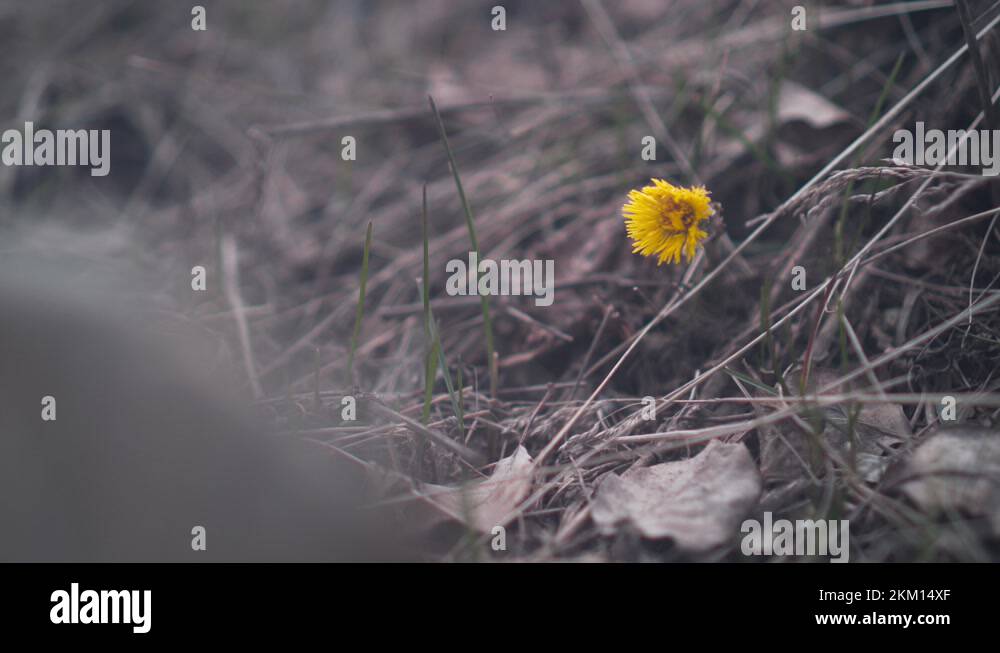 Dandelion gold Stock Videos & Footage - HD and 4K Video Clips - Alamy