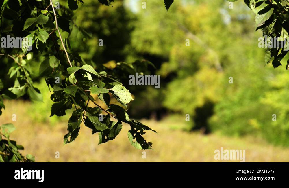 Tree branches blowing wind Stock Videos & Footage - HD and 4K Video ...