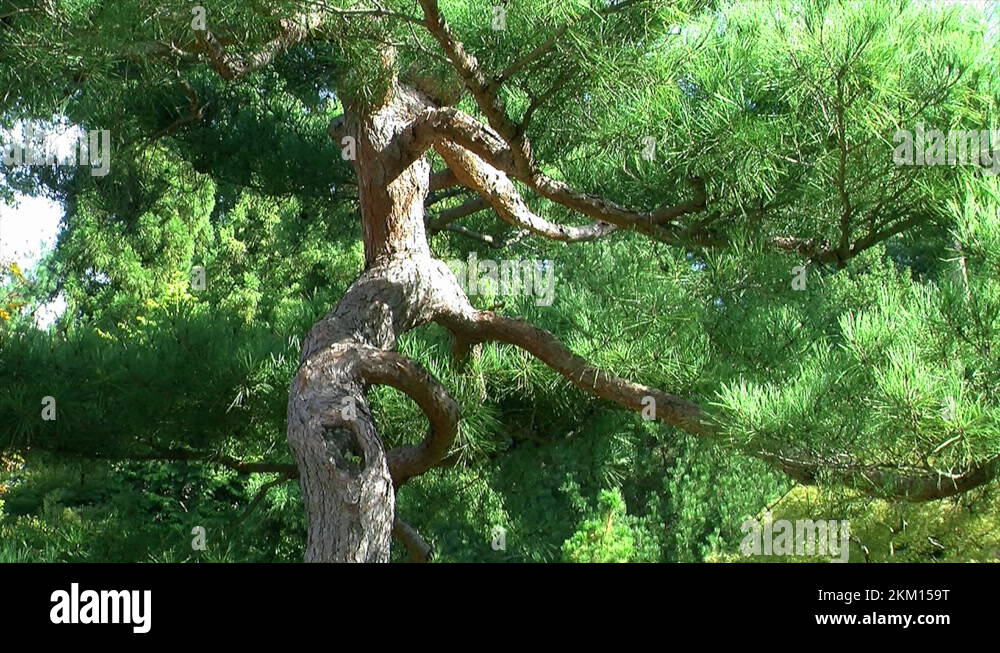 Trained tree Stock Videos & Footage - HD and 4K Video Clips - Alamy