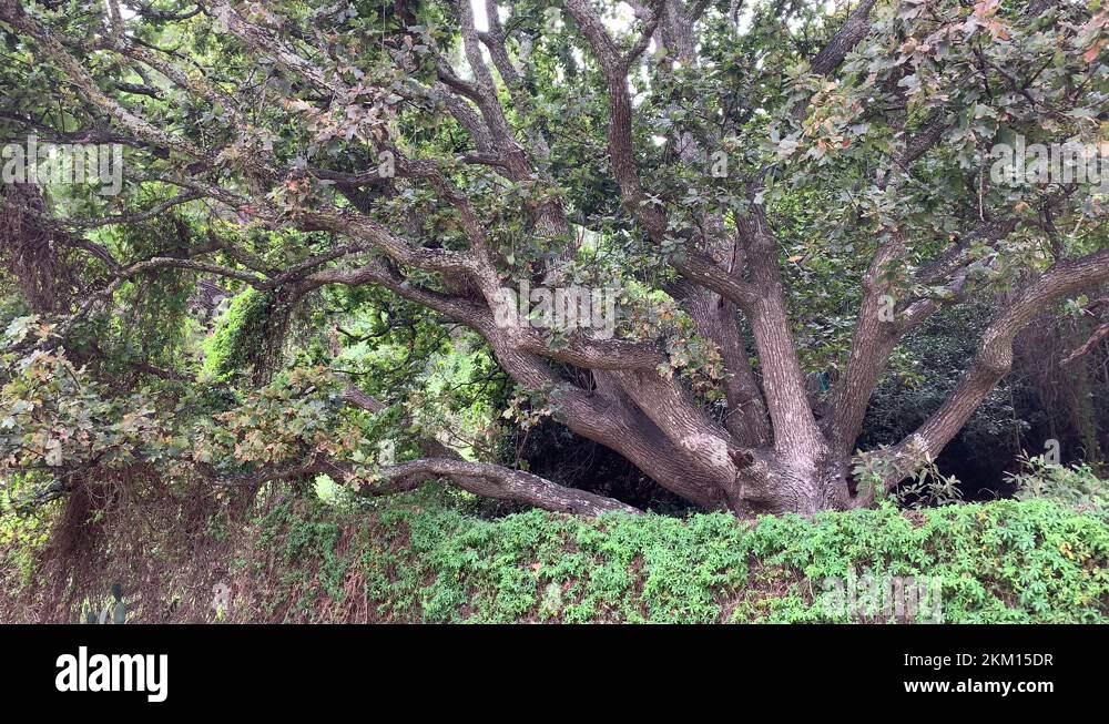 Large massive tree trunks Stock Videos & Footage - HD and 4K Video ...