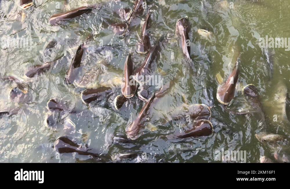Raised fish Stock Videos & Footage - HD and 4K Video Clips - Alamy