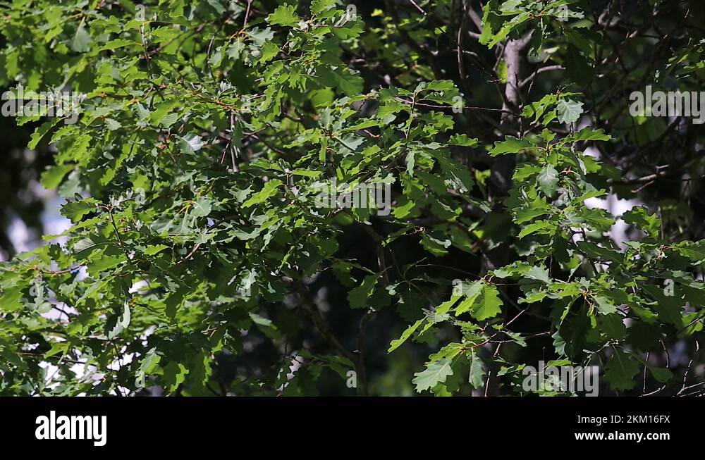 The green leaves of the rock oak Quercus petraea sway in the wind Stock ...