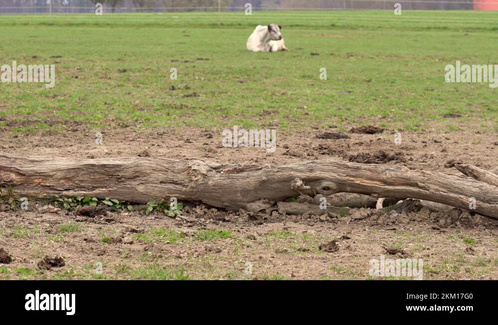 Cattle on dried field Stock Videos & Footage - HD and 4K Video Clips ...
