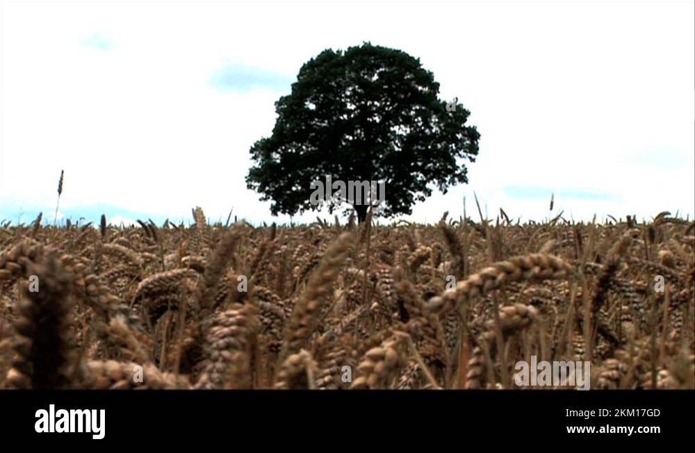 Wheat tree Stock Videos & Footage - HD and 4K Video Clips - Alamy