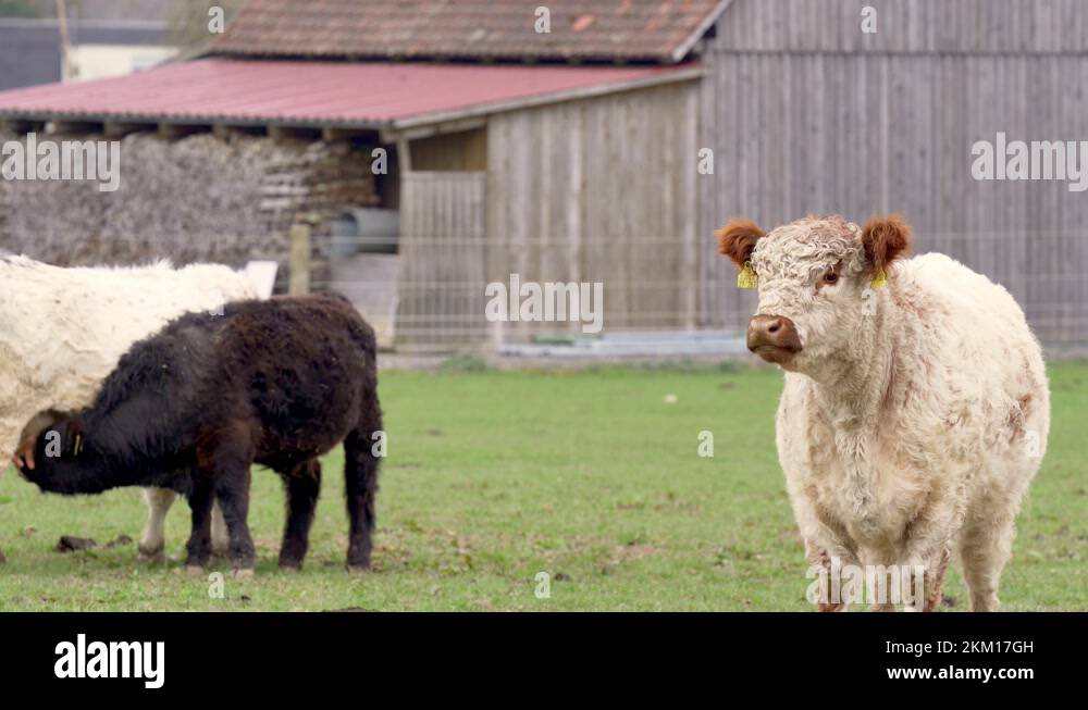 Ruminant meat and milk cattle Stock Videos & Footage - HD and 4K Video ...