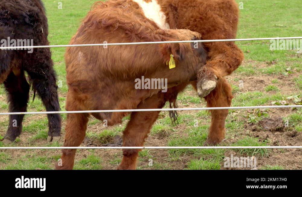 Belted galloway cattle Stock Videos & Footage - HD and 4K Video Clips ...