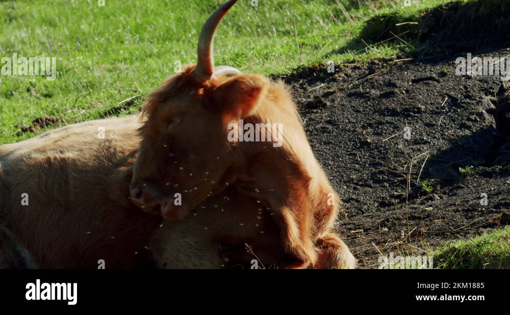 Horn scratch Stock Videos & Footage - HD and 4K Video Clips - Alamy