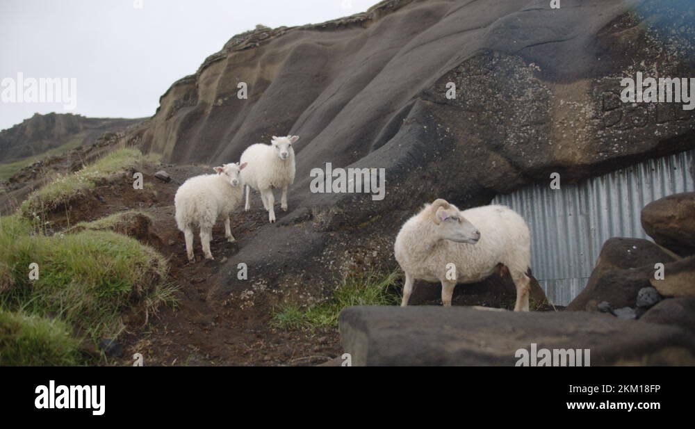 Disaster house lava Stock Videos & Footage - HD and 4K Video Clips - Alamy