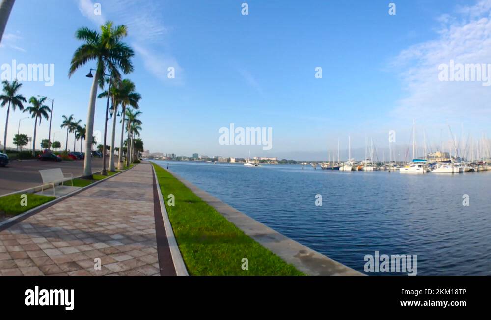 Blue palmetto tree Stock Videos & Footage - HD and 4K Video Clips - Alamy