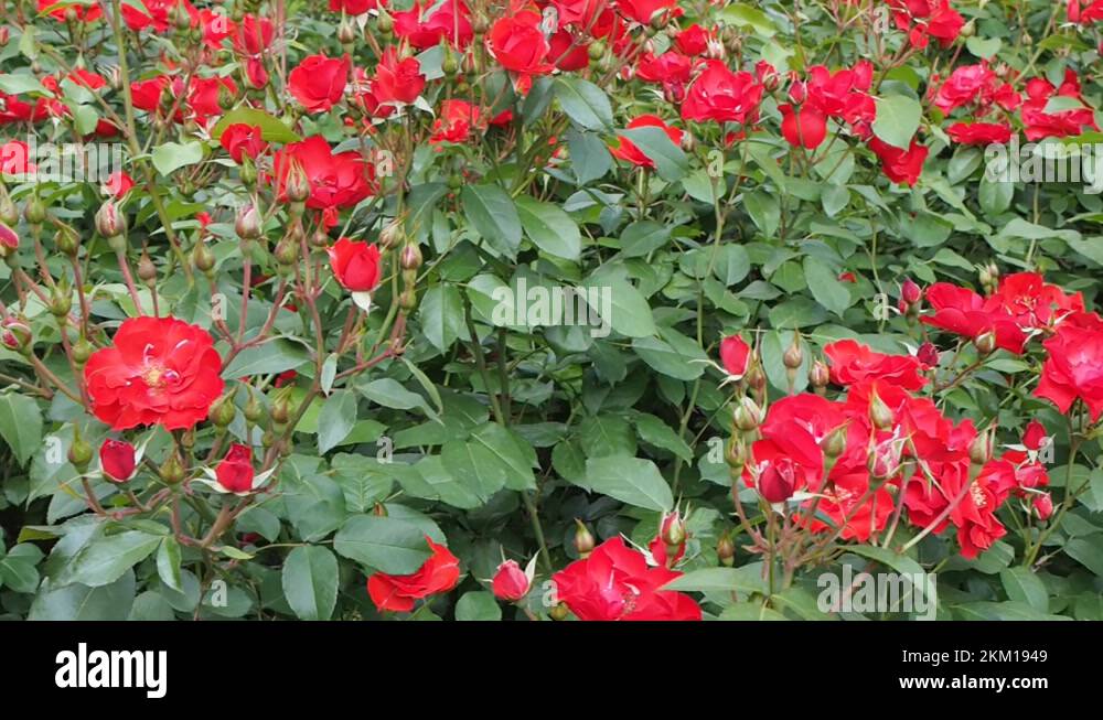 Bed roses Stock Videos & Footage - HD and 4K Video Clips - Alamy