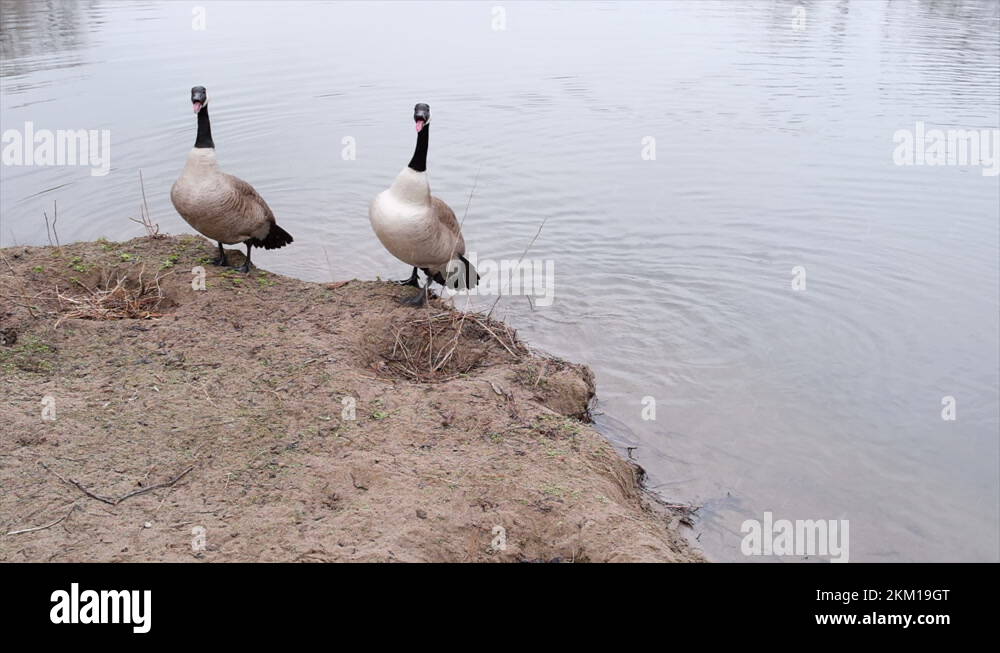 Aggressive when nesting Stock Videos & Footage - HD and 4K Video Clips ...