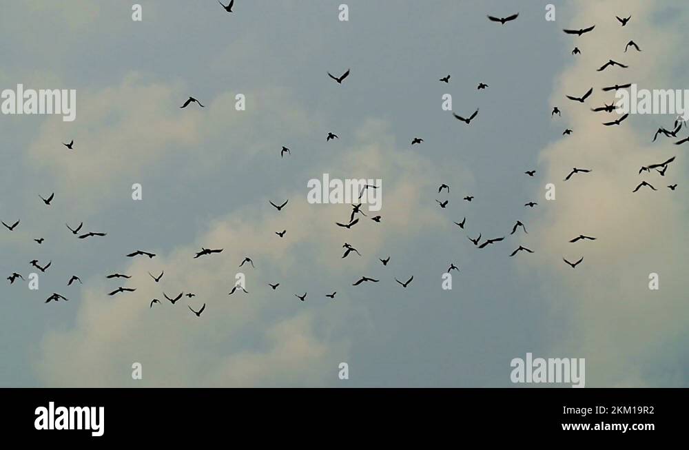 Crows flying by trees Stock Videos & Footage - HD and 4K Video Clips ...