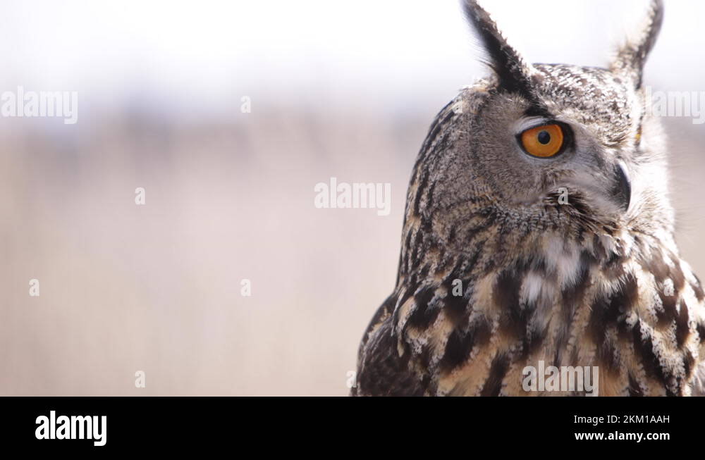 Eagle owl with negative space turning head Stock Video Footage - Alamy