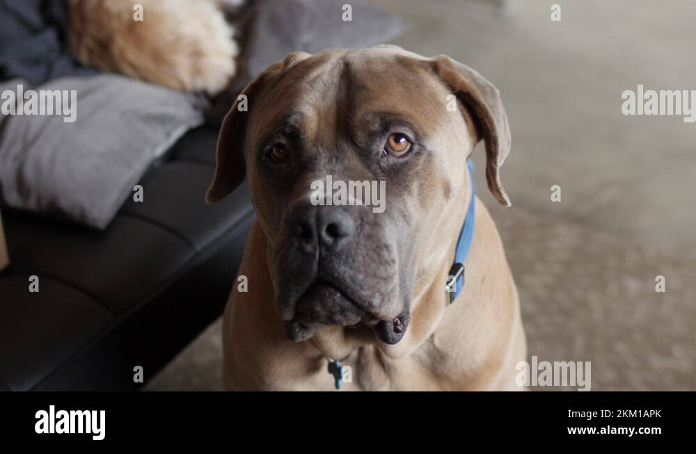 Droopy the dog Stock Videos & Footage - HD and 4K Video Clips - Alamy