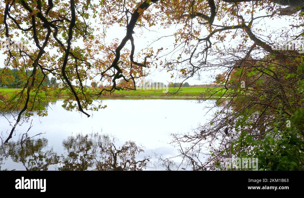 Branches of a Tree with Autumn Leaves overhanging a Lake reflected in ...