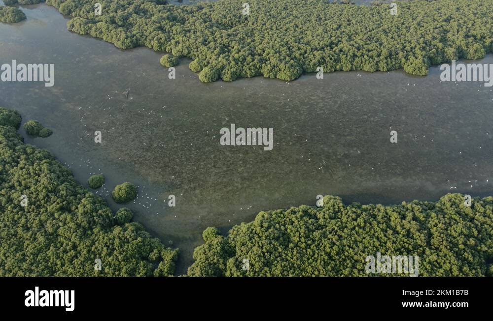 Drone view of Al Zorah Mangroves in Ajman, the thick natural mangroves ...