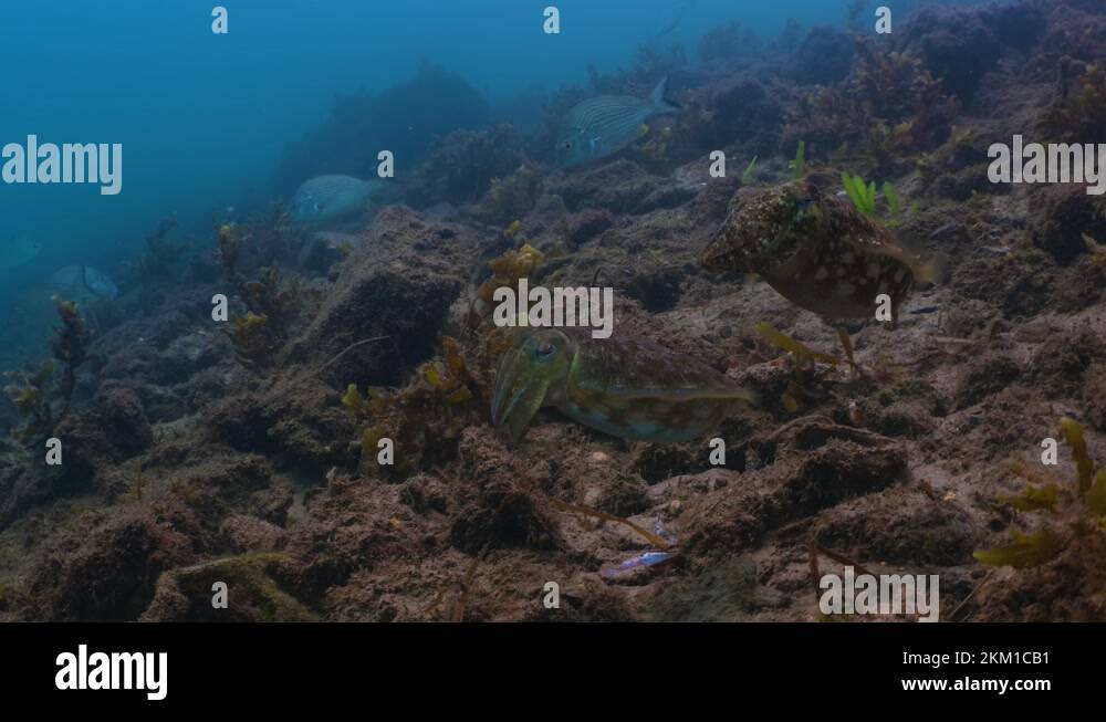 Fish hunting cuttlefish Stock Videos & Footage - HD and 4K Video Clips ...