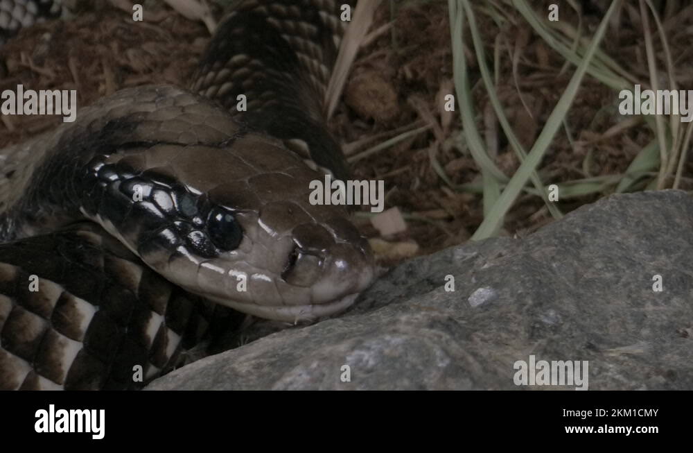False snake Stock Videos & Footage - HD and 4K Video Clips - Alamy