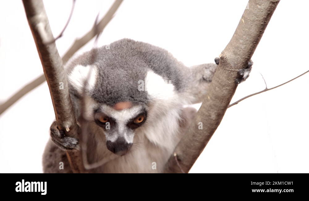 Lemur in tree Stock Videos & Footage - HD and 4K Video Clips - Alamy