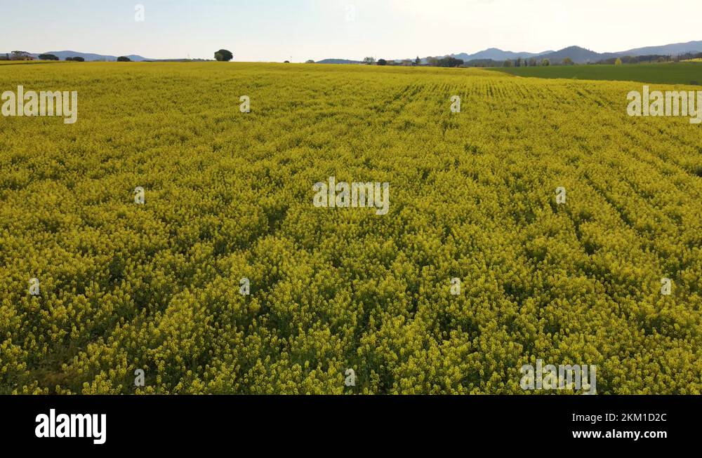 Rapeseed cultivation Stock Videos & Footage - HD and 4K Video Clips - Alamy