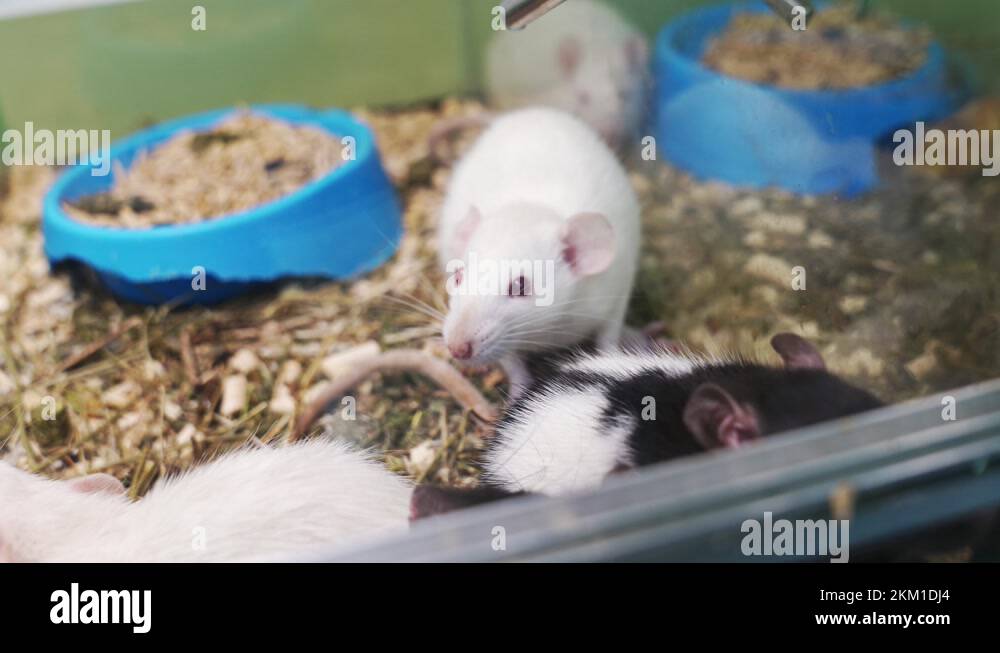 Animals pet shop Stock Videos & Footage - HD and 4K Video Clips - Alamy