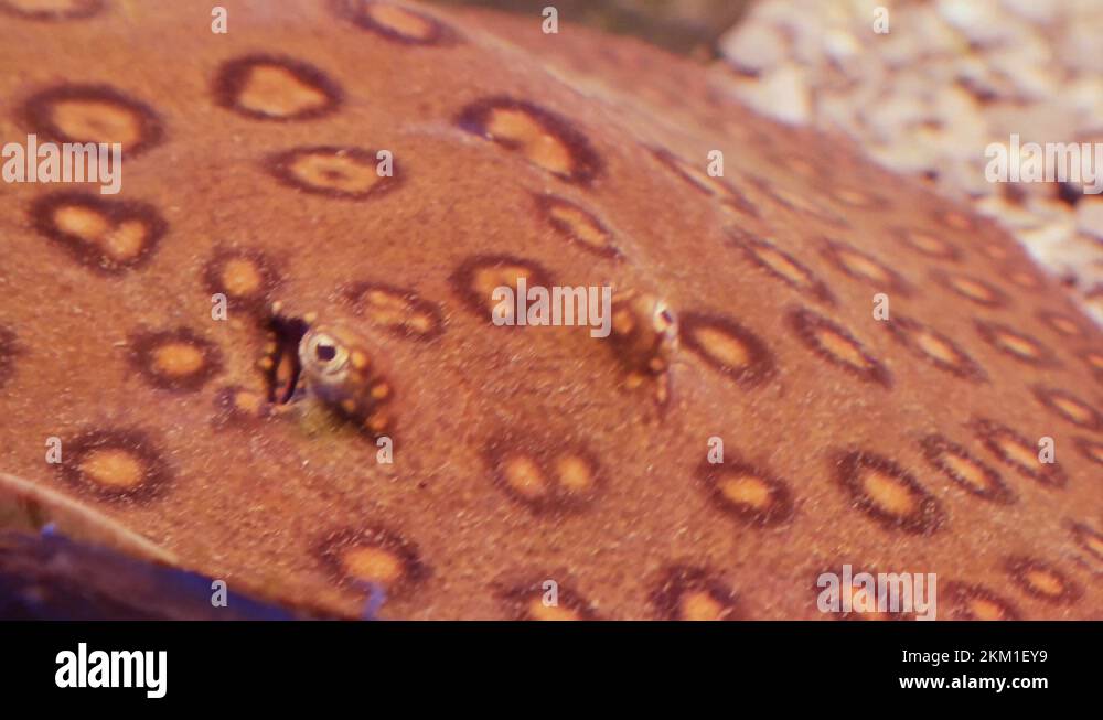 Stingray eyes Stock Videos & Footage - HD and 4K Video Clips - Alamy