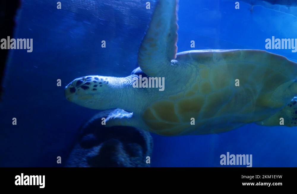 Turtle submarine Stock Videos & Footage - HD and 4K Video Clips - Alamy