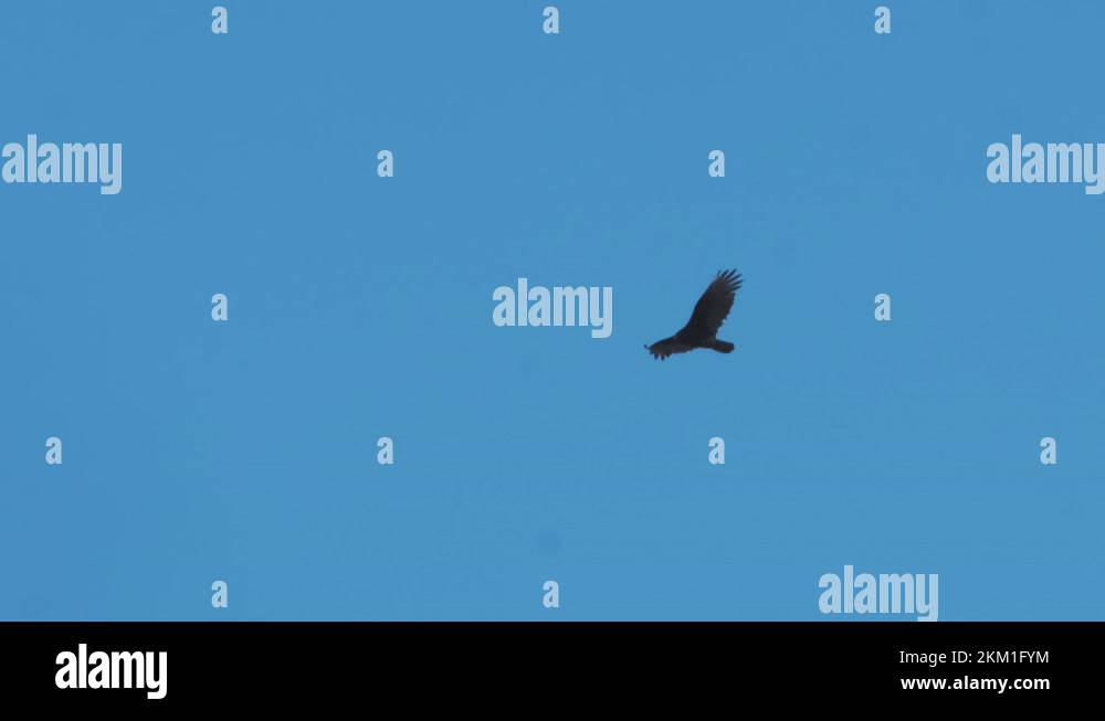 Wind flying wings Stock Videos & Footage - HD and 4K Video Clips - Alamy