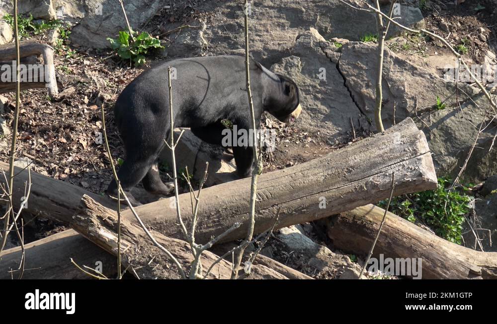 Malayan sun bear claws Stock Videos & Footage - HD and 4K Video Clips ...