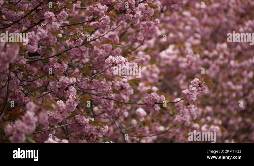 Blossom tree flowers Stock Videos & Footage - HD and 4K Video Clips - Alamy