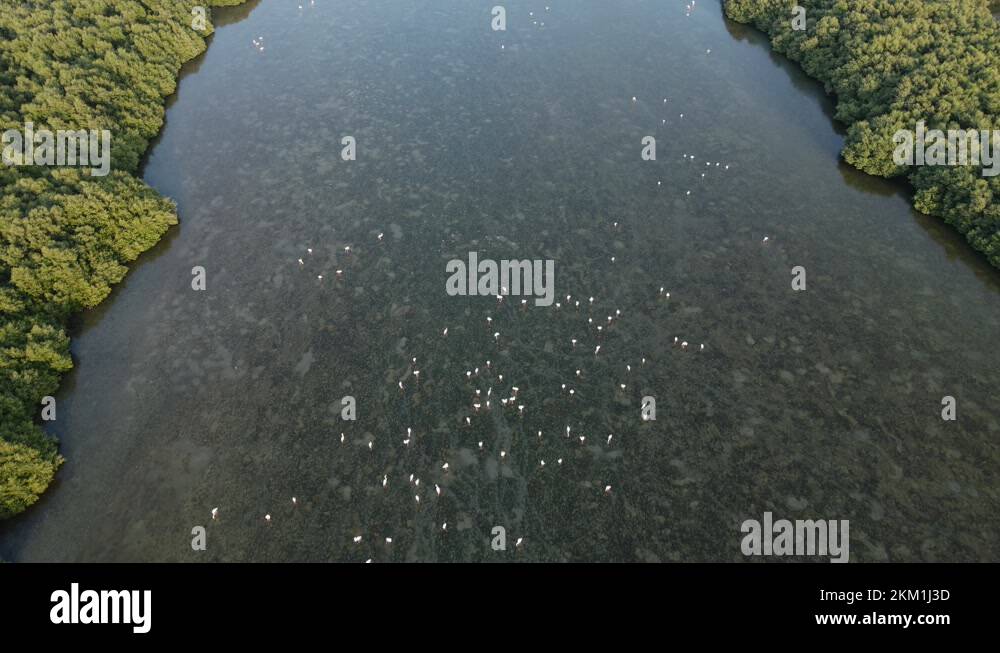 Drone view of Al Zorah Mangroves in Ajman, the thick natural mangroves ...