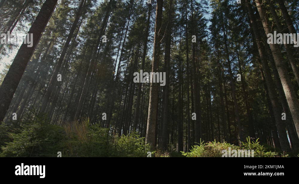Low angle floor level view looking up at forest trees in a dense pine ...