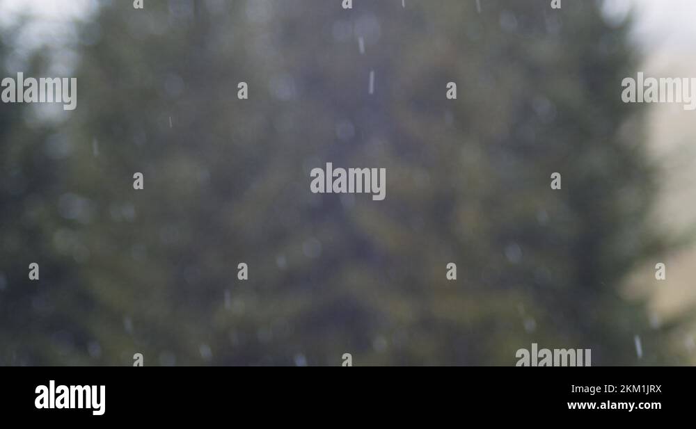 Snow falling in the Swiss alps with an Alpine tree background. Snow in ...