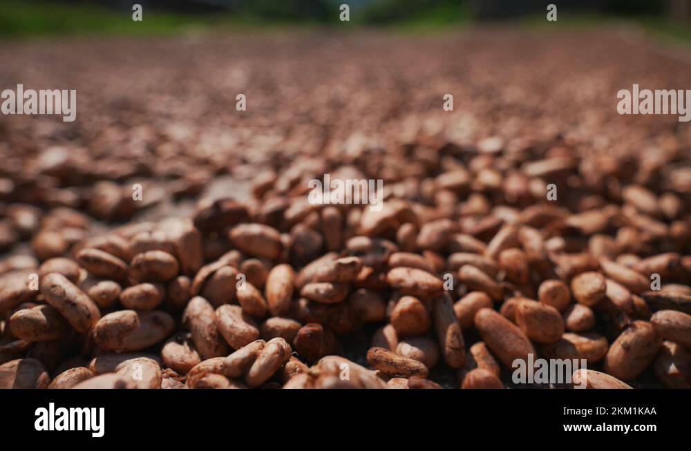 Congo coffee beans Stock Videos & Footage - HD and 4K Video Clips - Alamy