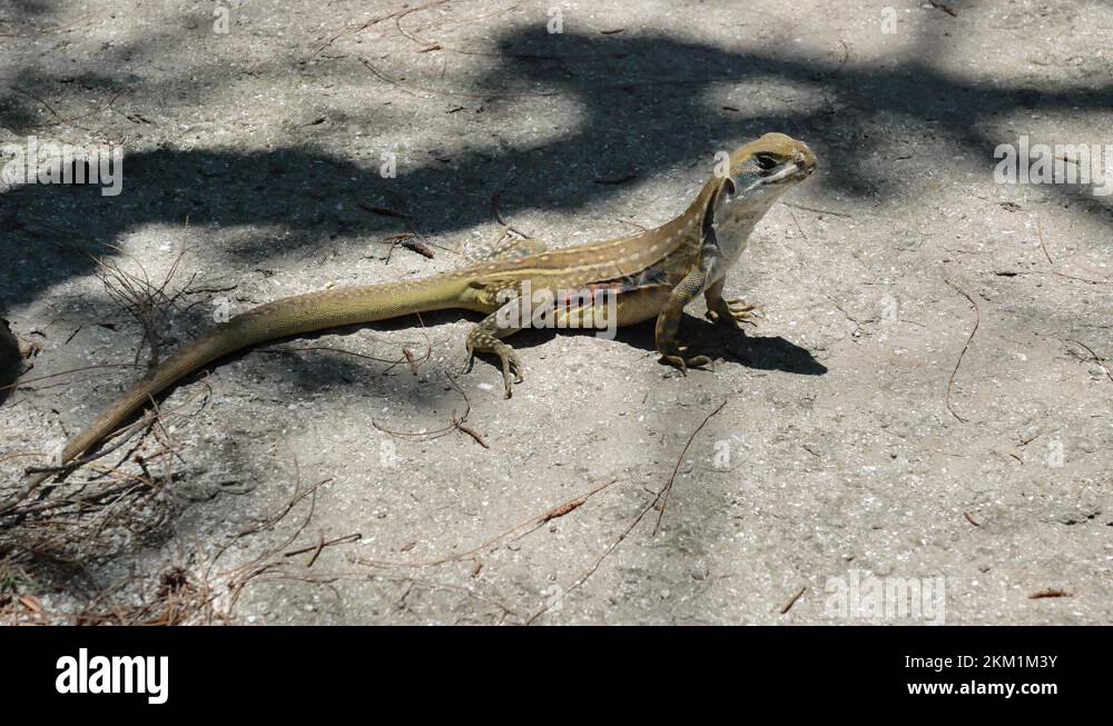 Scaled reptiles Stock Videos & Footage - HD and 4K Video Clips - Alamy