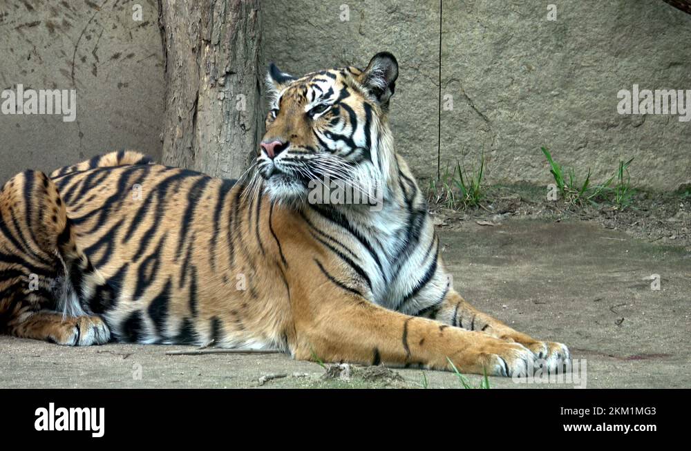 Predator of native species Stock Videos & Footage - HD and 4K Video ...